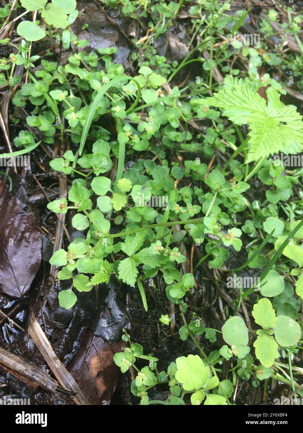 American golden saxifrage (Chrysosplenium americanum) Plantae Stock ...