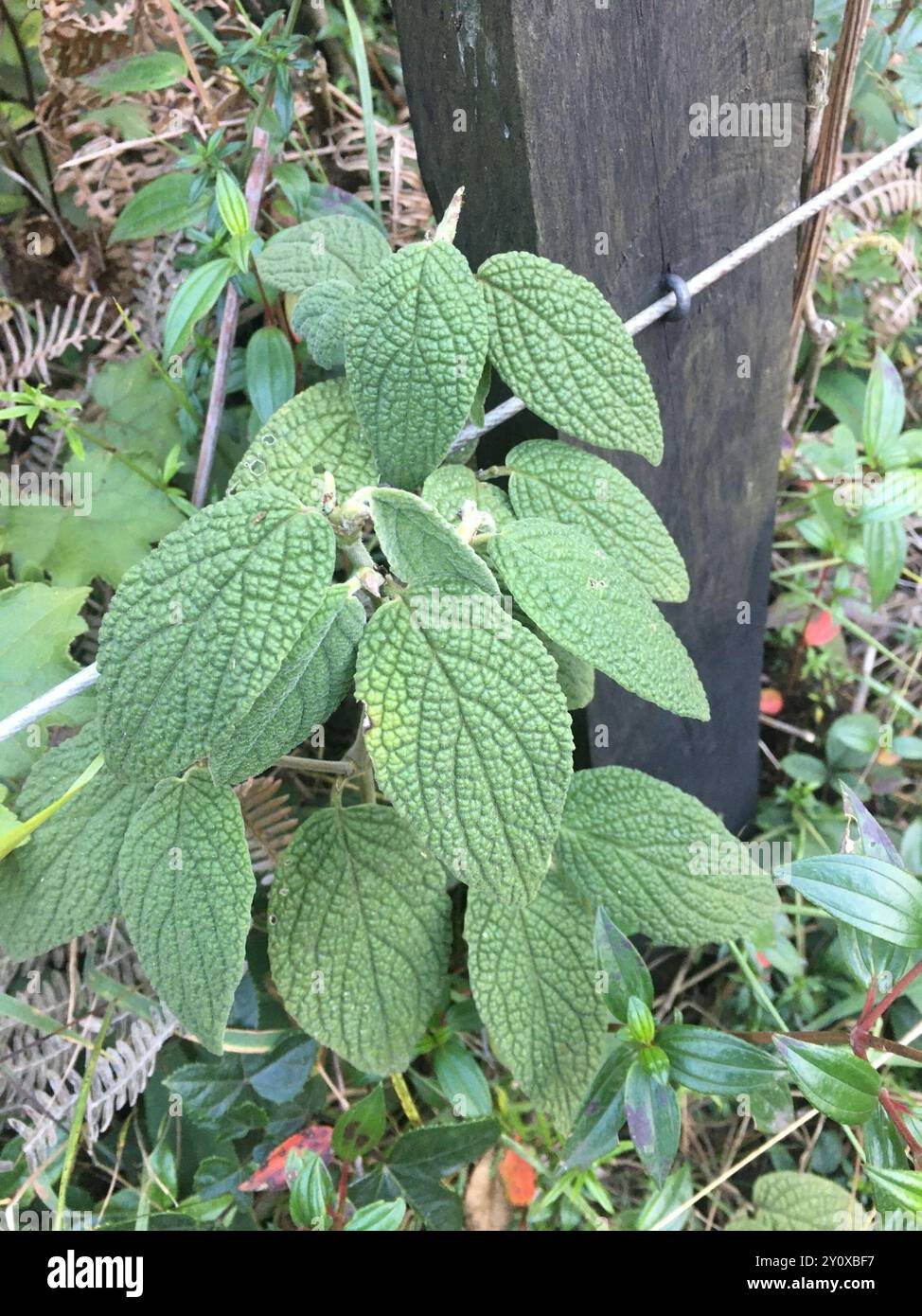pepper plants (Piper) Plantae Stock Photo - Alamy