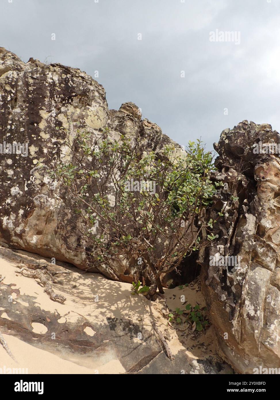 Bootlace Plant (Wikstroemia indica) Plantae Stock Photo - Alamy
