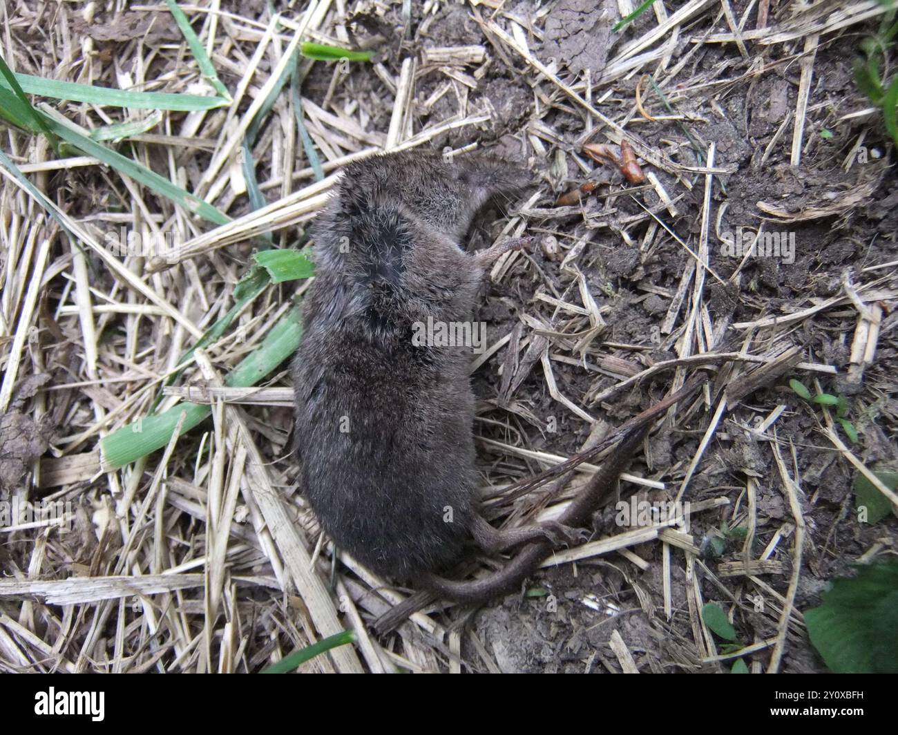Long-tailed Shrews (Sorex) Mammalia Stock Photo - Alamy