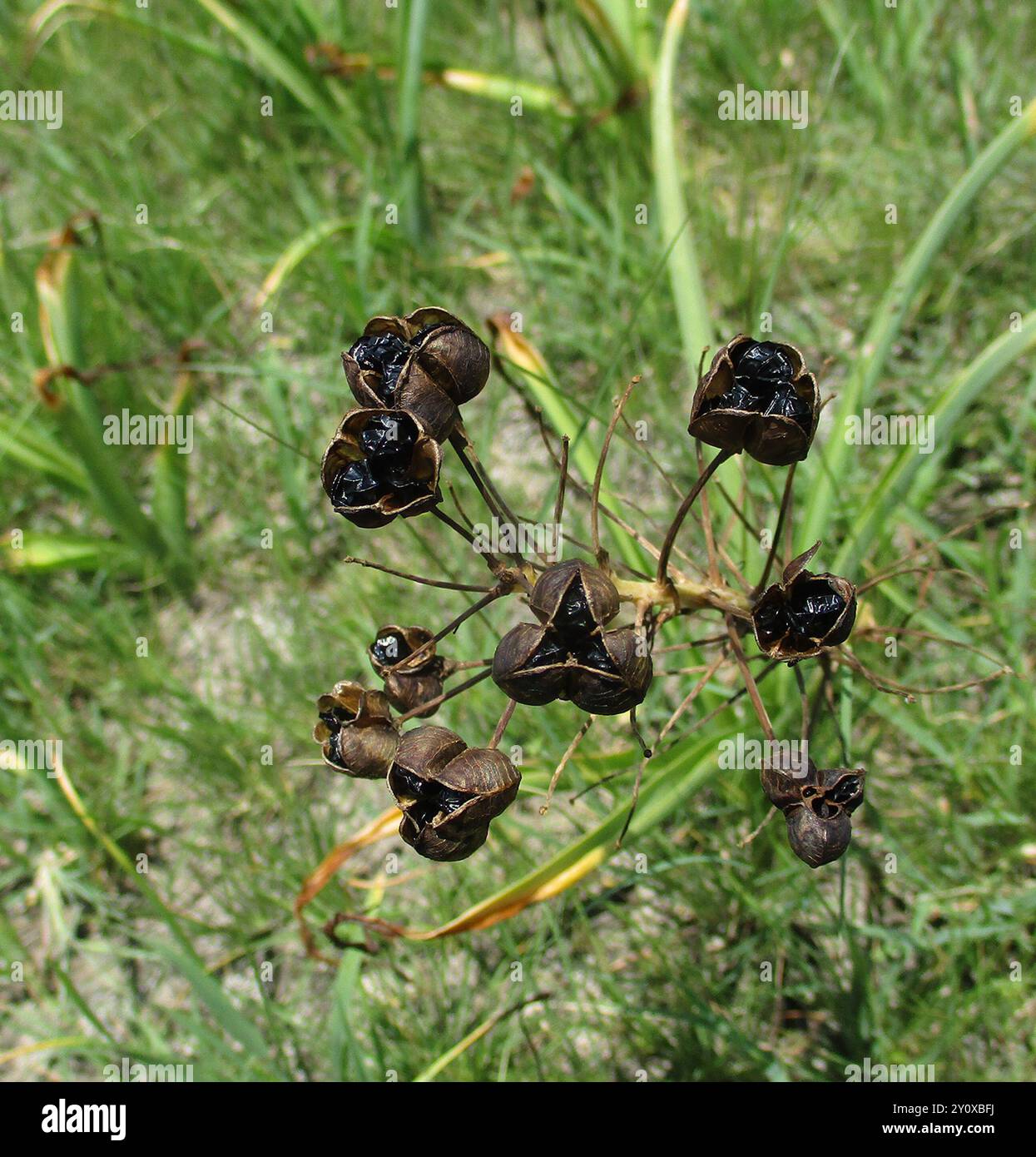 Slimelilies (Albuca) Plantae Stock Photo - Alamy