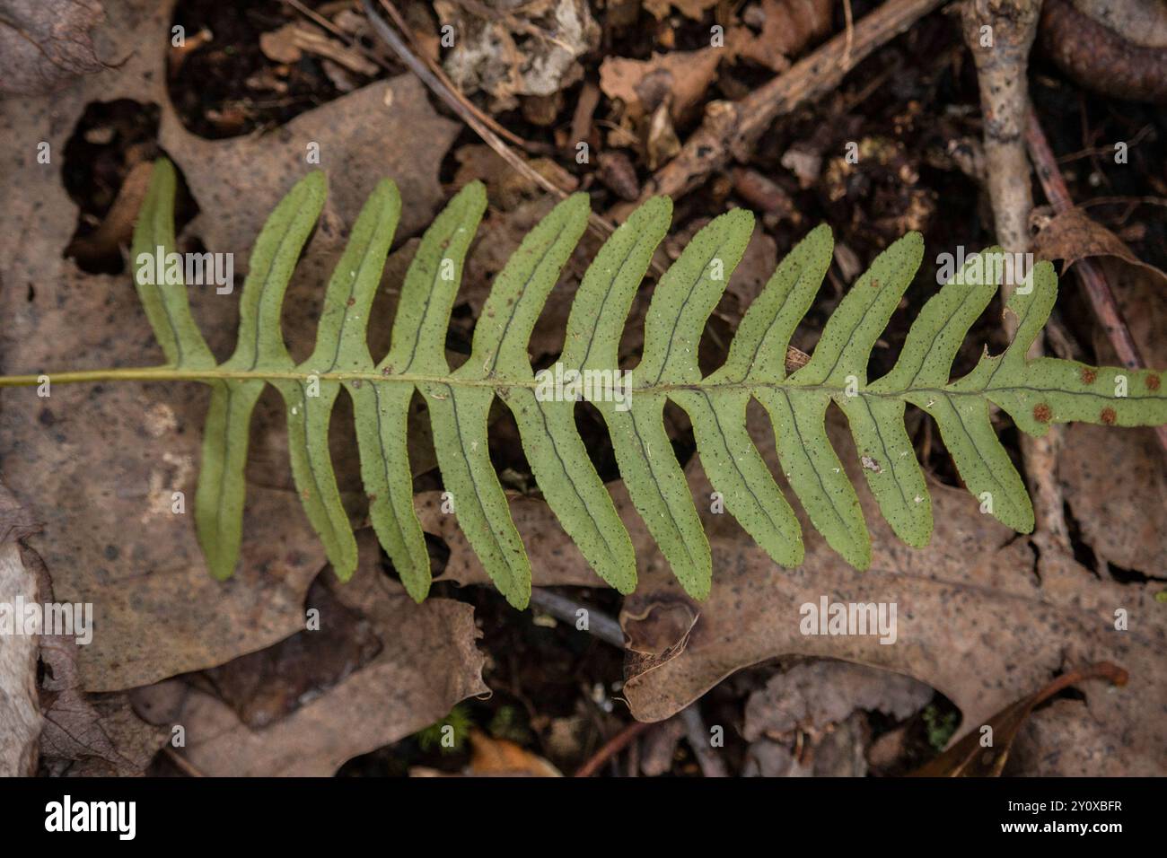rock polypody (Polypodium virginianum) Plantae Stock Photo - Alamy