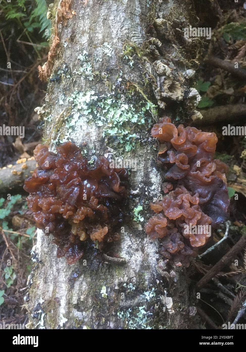 Leafy Brain (Phaeotremella foliacea) Fungi Stock Photo - Alamy