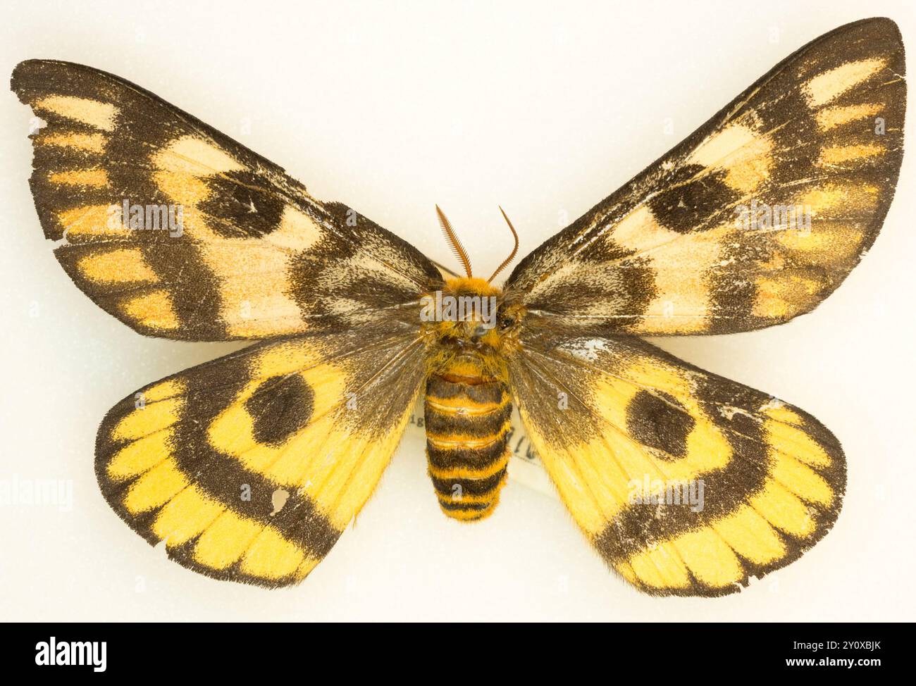 Western Sheep Moth (Hemileuca eglanterina) Insecta Stock Photo - Alamy