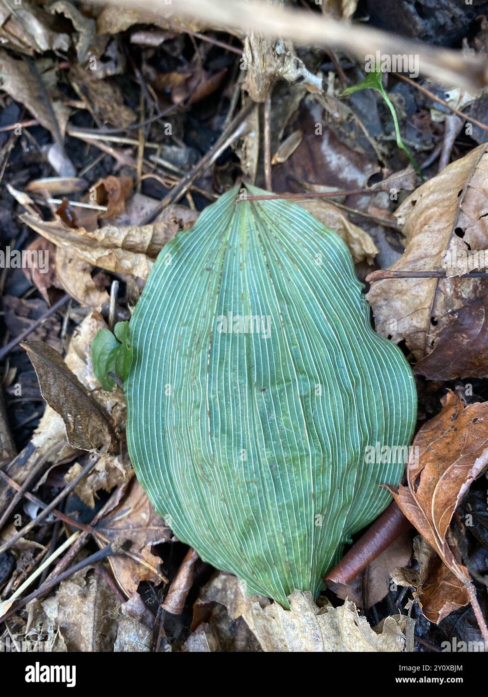 putty root (Aplectrum hyemale) Plantae Stock Photo - Alamy