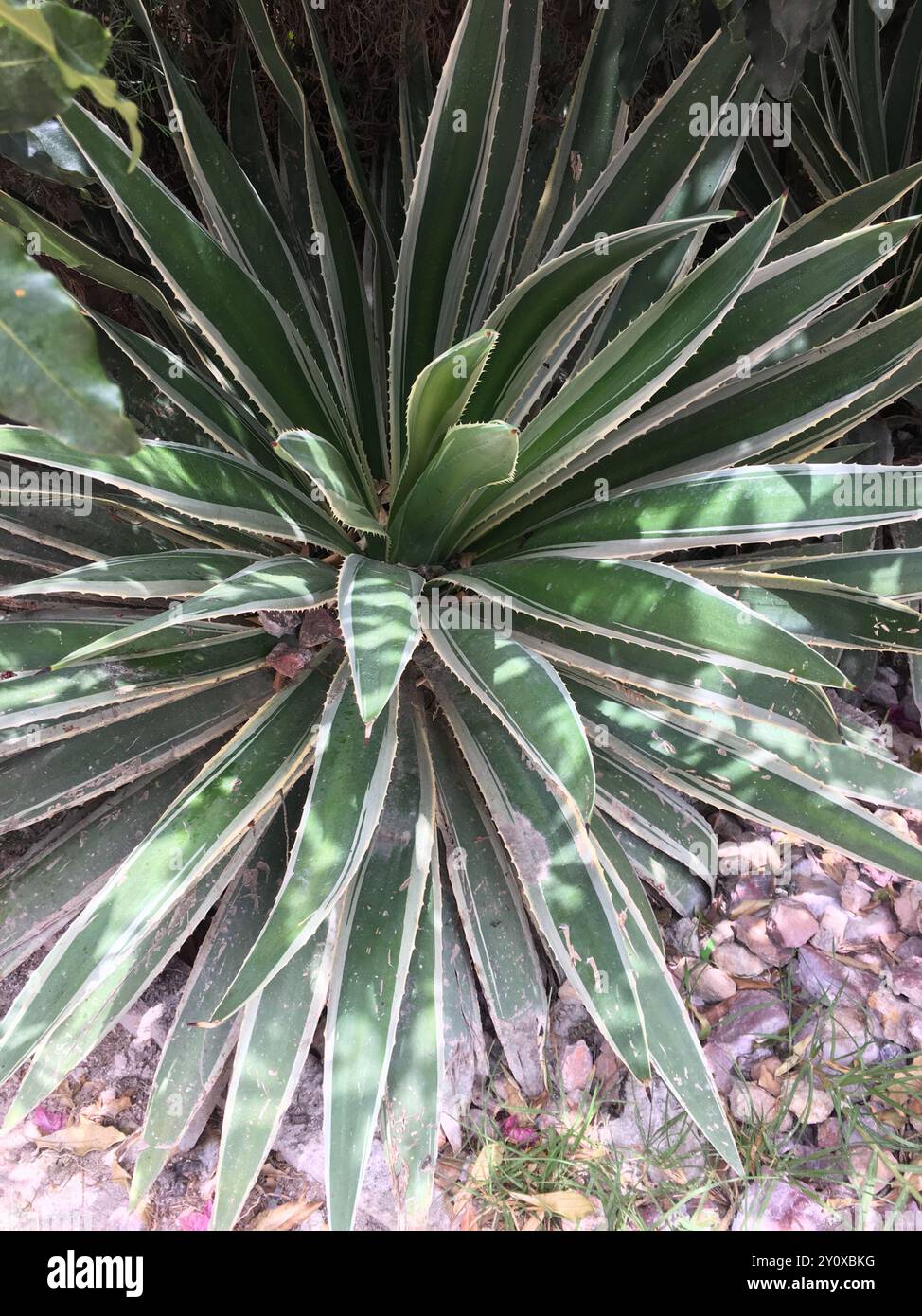 Caribbean Agave (Agave angustifolia) Plantae Stock Photo - Alamy