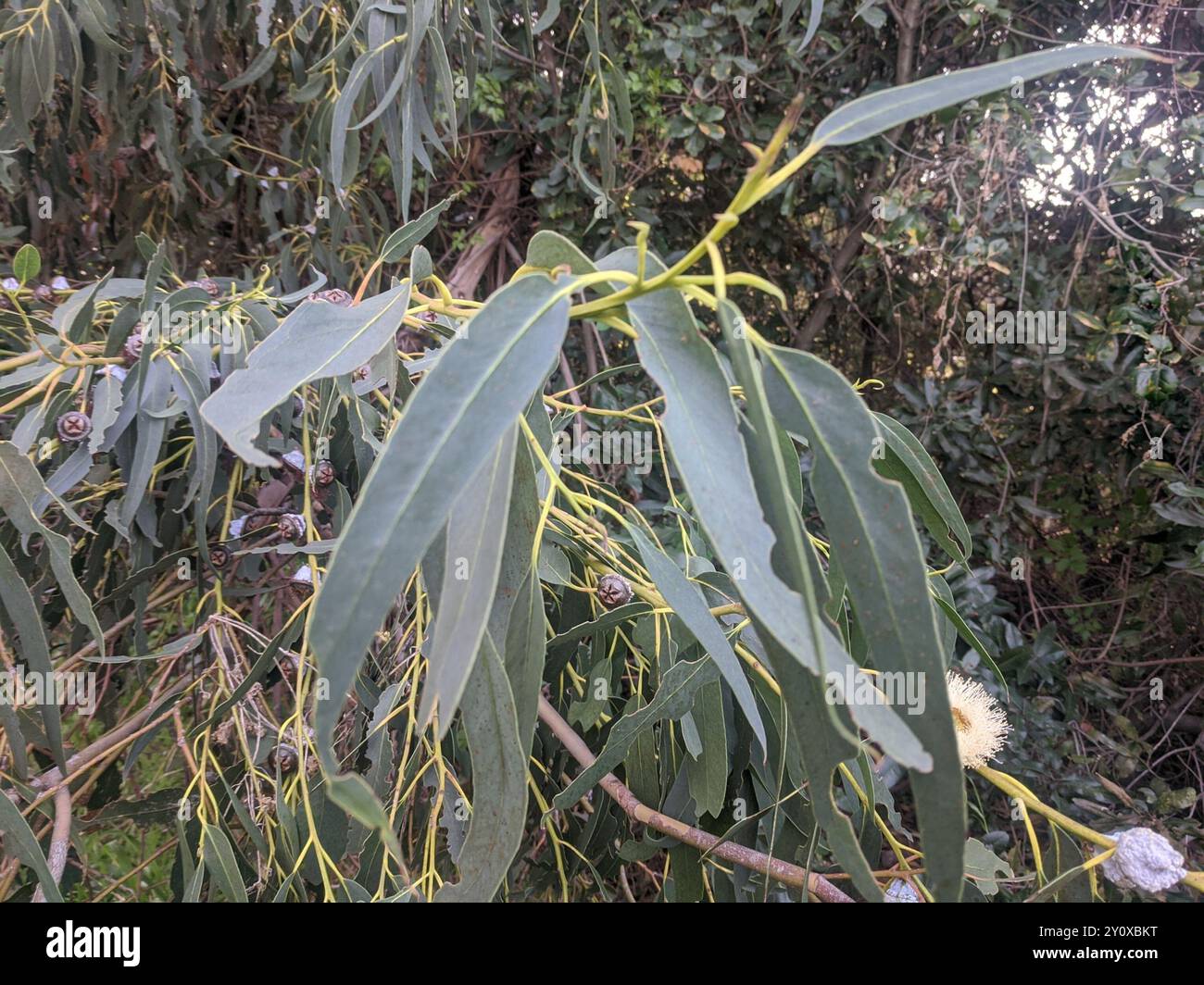Tasmanian blue gum (Eucalyptus globulus) Plantae Stock Photo - Alamy