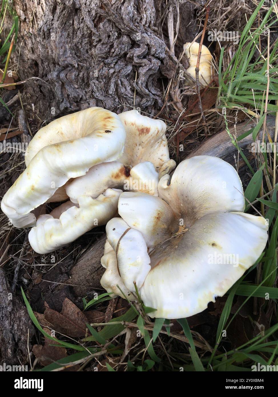 ghost fungus (Omphalotus nidiformis) Fungi Stock Photo - Alamy