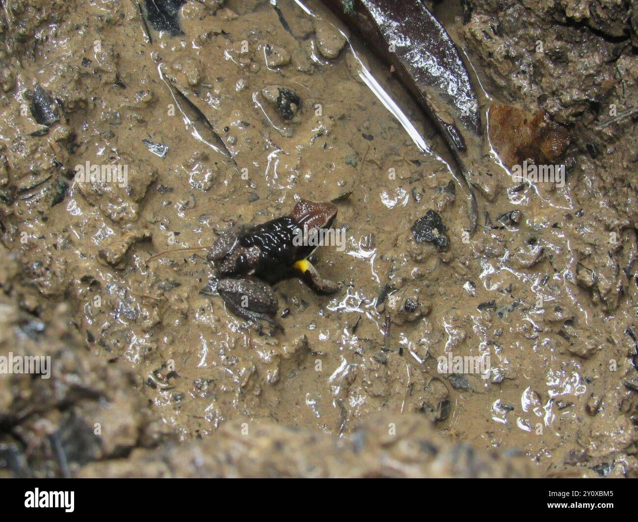 Spotted-thighed Poison Frog (Allobates femoralis) Amphibia Stock Photo ...