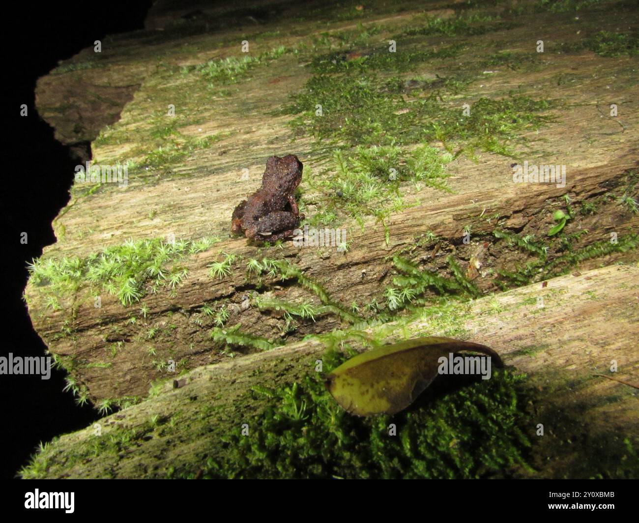 Rain and Robber Frogs (Pristimantis) Amphibia Stock Photo - Alamy