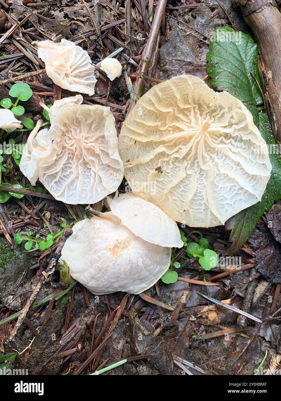 Fairy Parachutes (Marasmiellus candidus) Fungi Stock Photo - Alamy