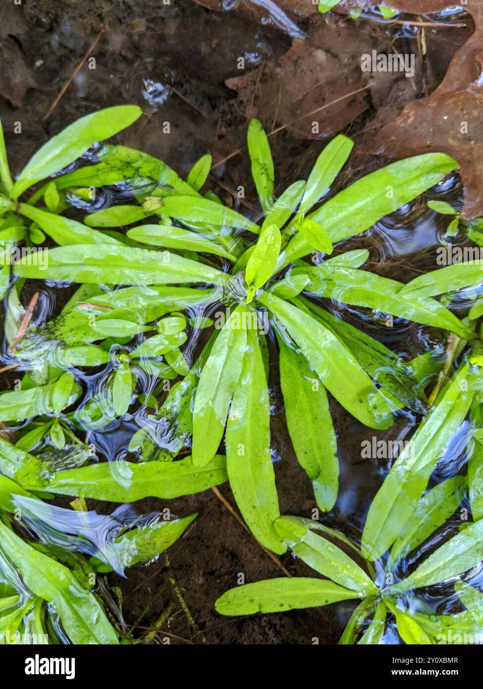 vascular plants (Tracheophyta) Plantae Stock Photo - Alamy