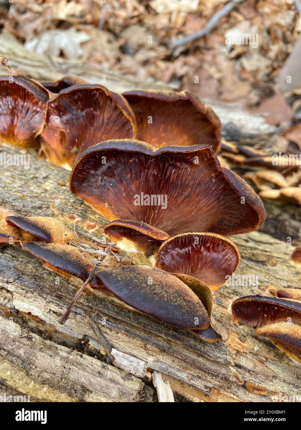 bear lentinus (Lentinellus ursinus) Fungi Stock Photo - Alamy