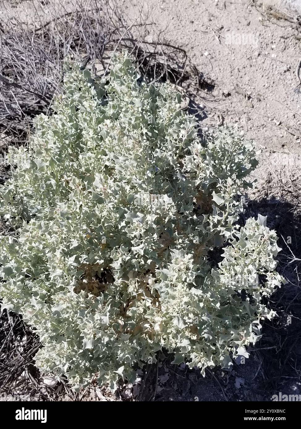 Desert Holly (Atriplex hymenelytra) Plantae Stock Photo - Alamy