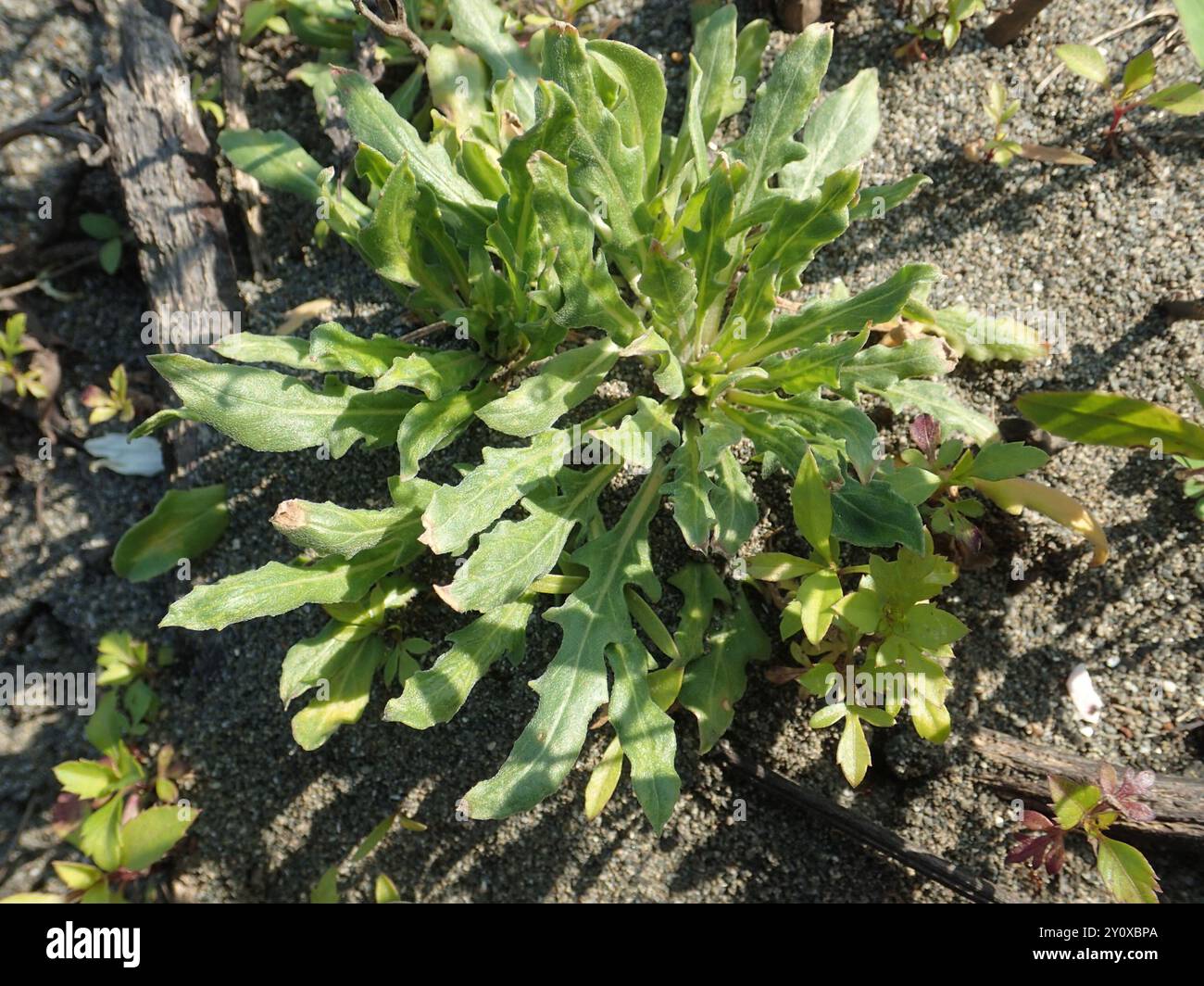 cutleaf evening primrose (Oenothera laciniata) Plantae Stock Photo - Alamy