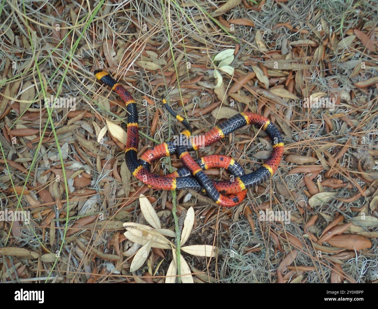 Eastern Coralsnake (Micrurus fulvius) Reptilia Stock Photo - Alamy