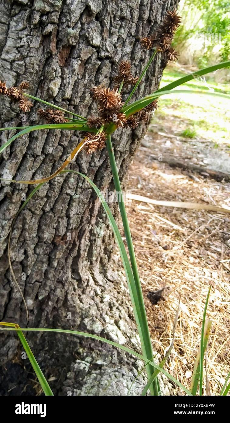 Swamp Flatsedge (Cyperus ligularis) Plantae Stock Photo - Alamy