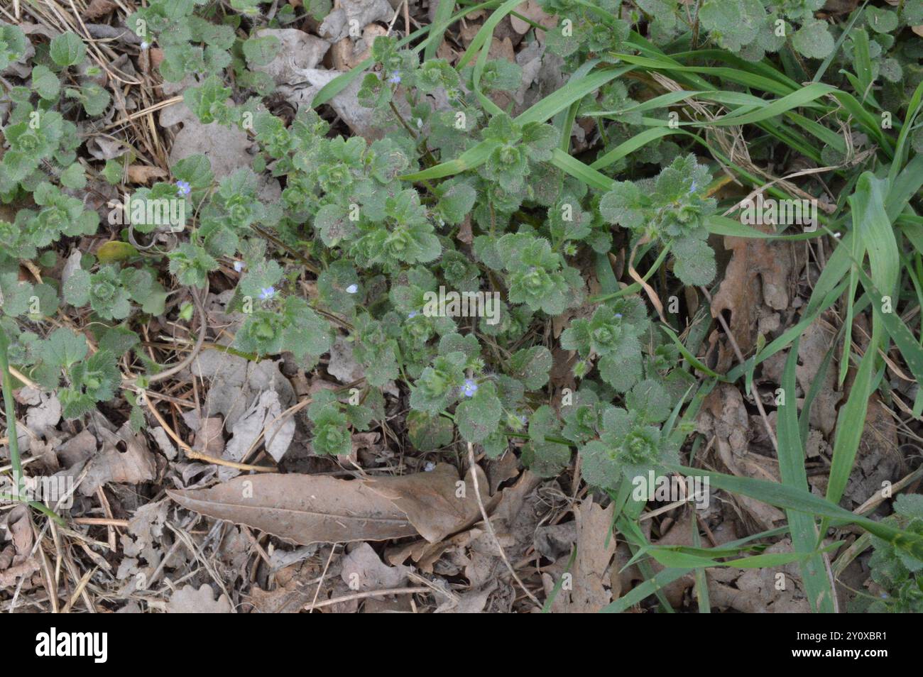 Ivy-leaved Speedwell (Veronica hederifolia) Plantae Stock Photo - Alamy