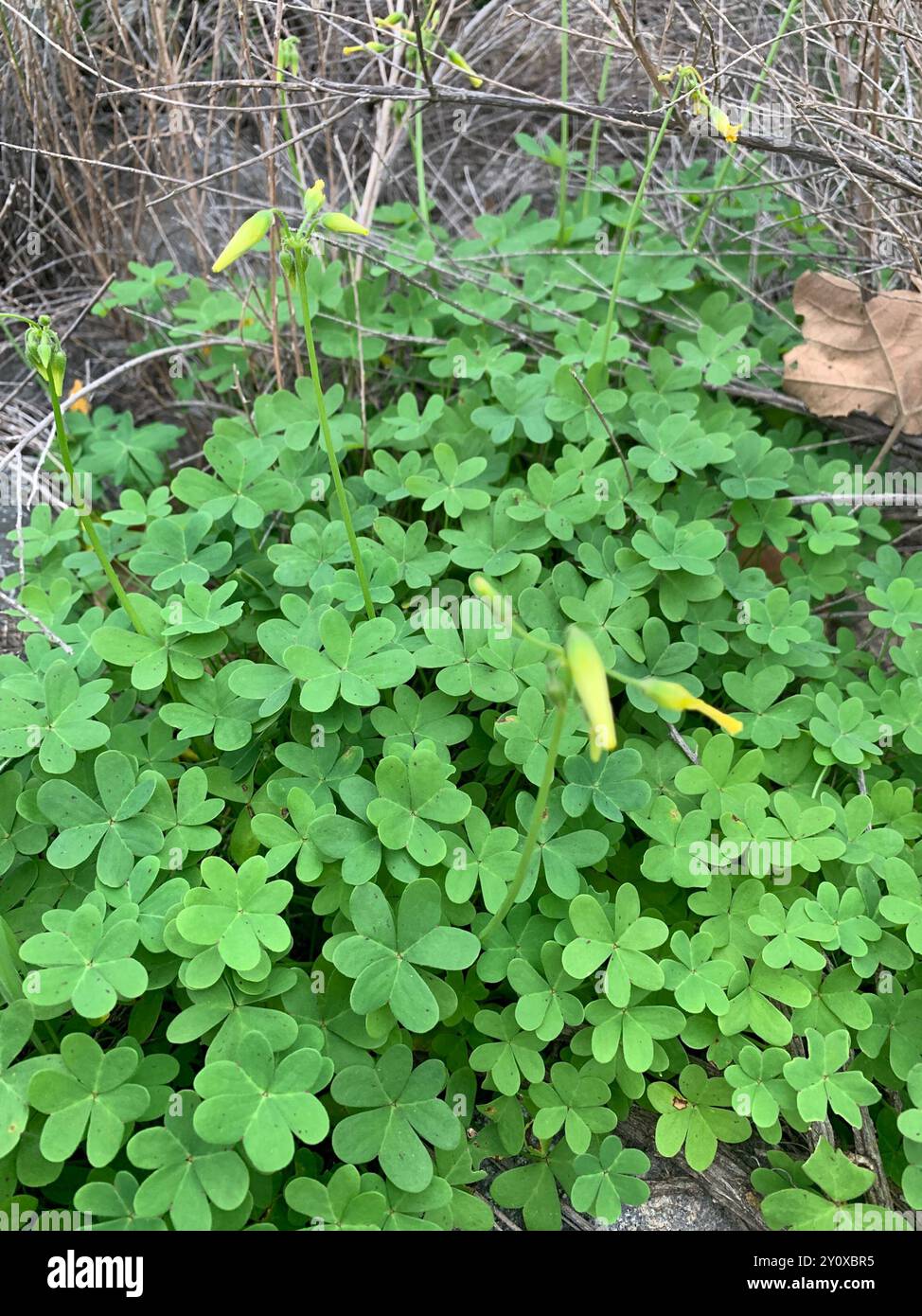 Bermuda buttercup (Oxalis pes-caprae) Plantae Stock Photo - Alamy
