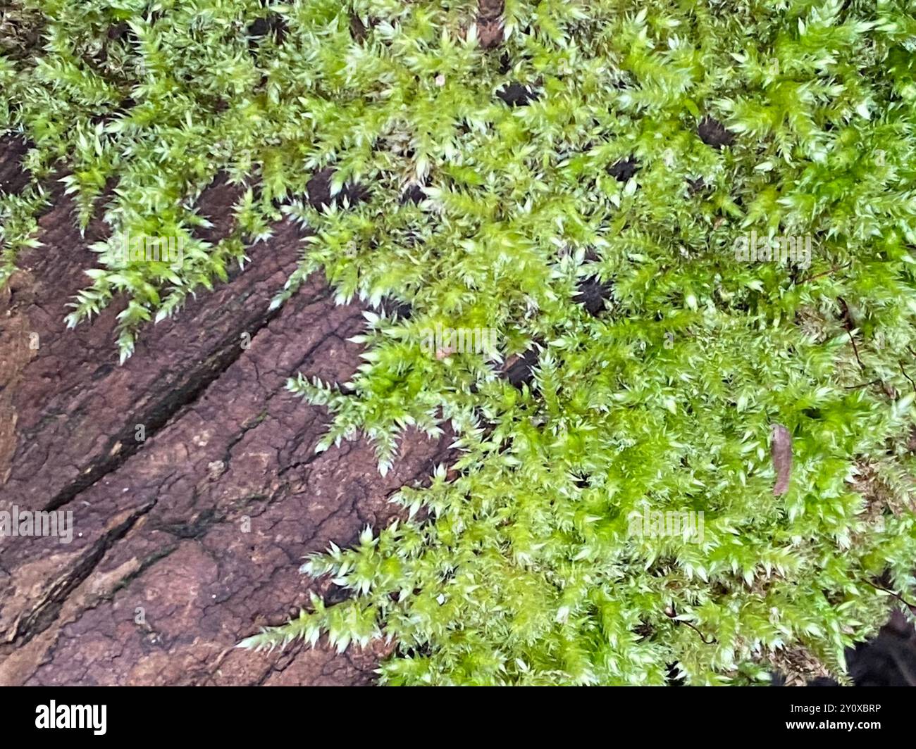 Rough-stalked Feather-moss (Brachythecium rutabulum) Plantae Stock ...