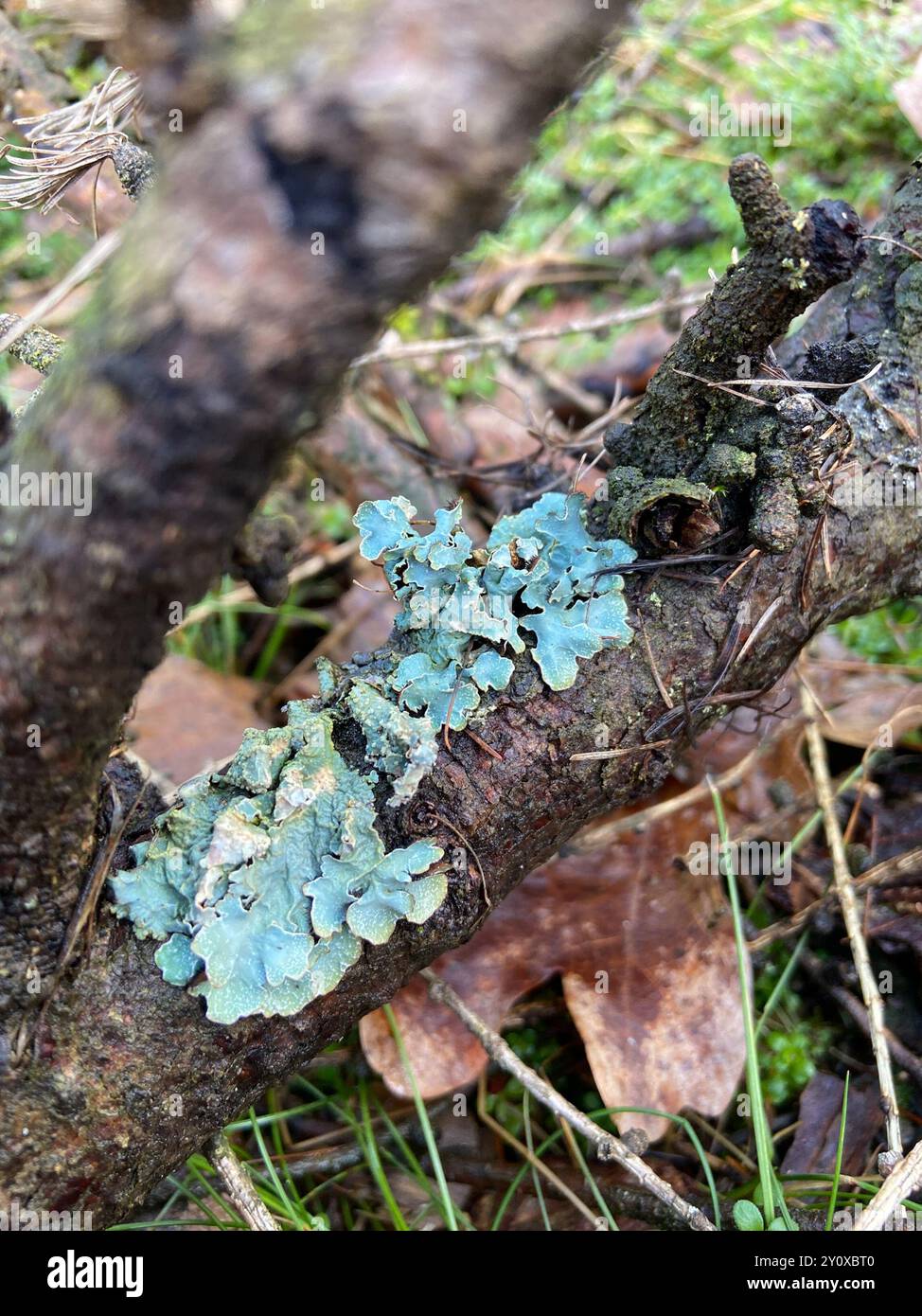 shield lichen (Parmelia sulcata) Fungi Stock Photo - Alamy