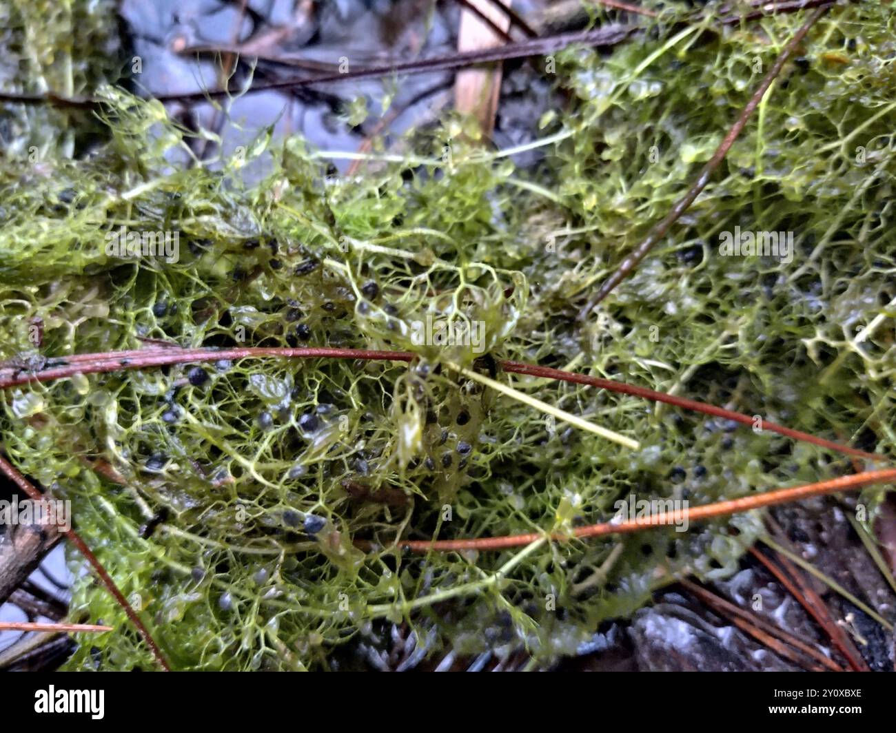 swollen bladderwort (Utricularia inflata) Plantae Stock Photo - Alamy