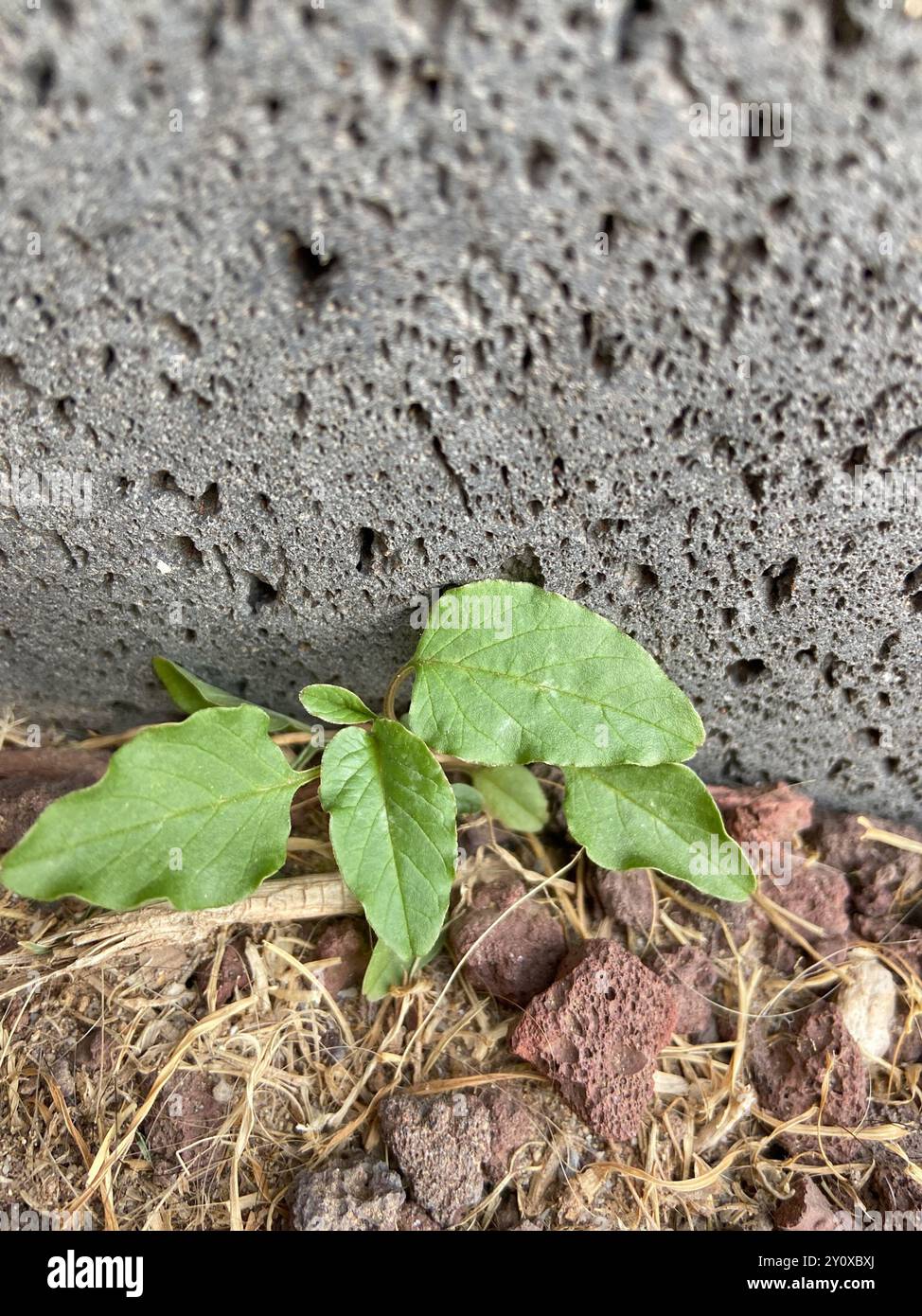 purple amaranth (Amaranthus blitum) Plantae Stock Photo - Alamy
