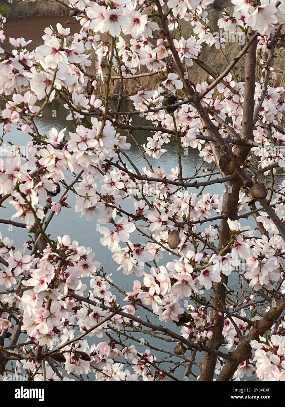 Almond (Prunus amygdalus) Plantae Stock Photo - Alamy