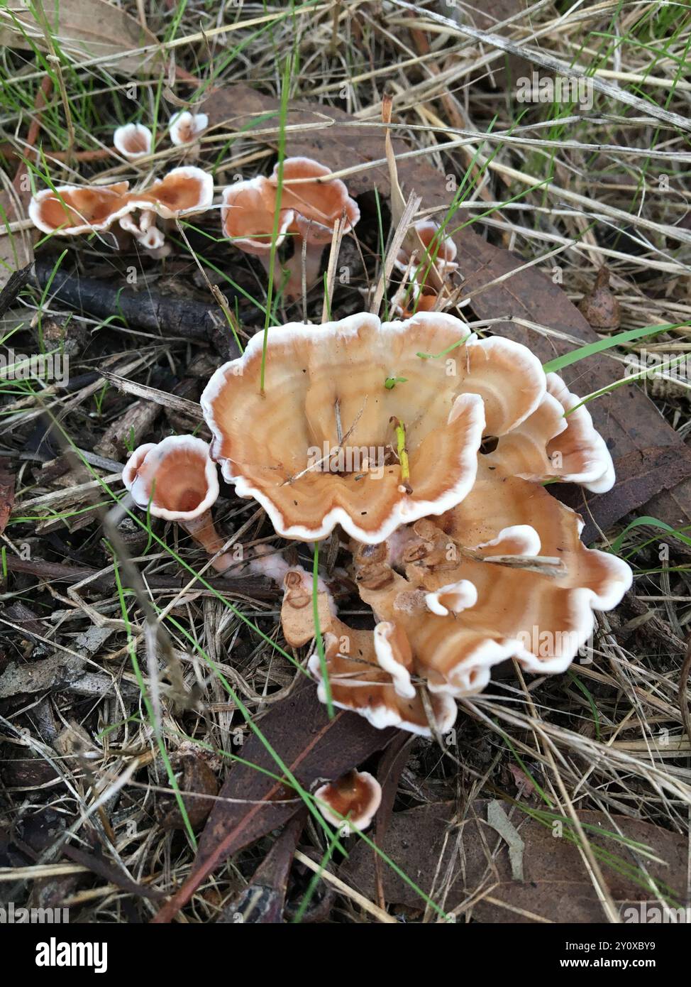 Wine Glass Fungus (Podoscypha petalodes) Fungi Stock Photo - Alamy