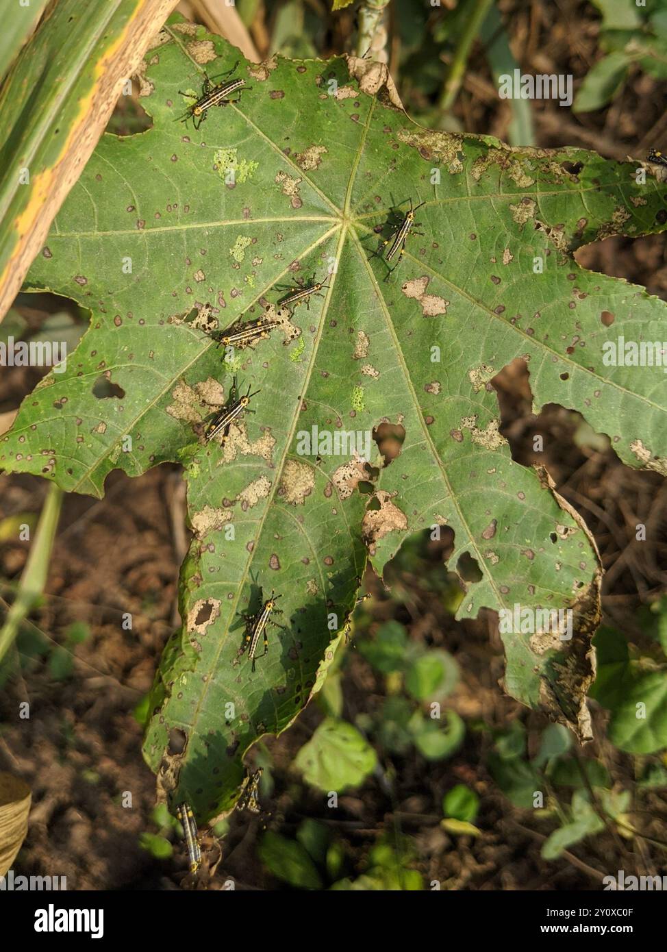 Variegated grasshopper (Zonocerus variegatus) Insecta Stock Photo - Alamy