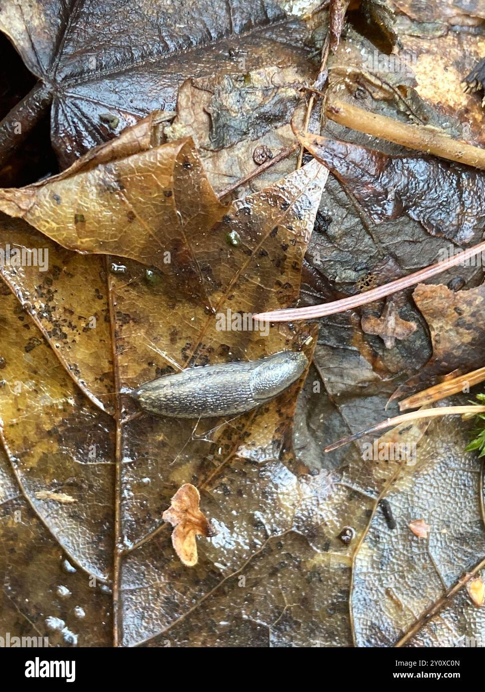 Arion distinctus hi-res stock photography and images - Alamy