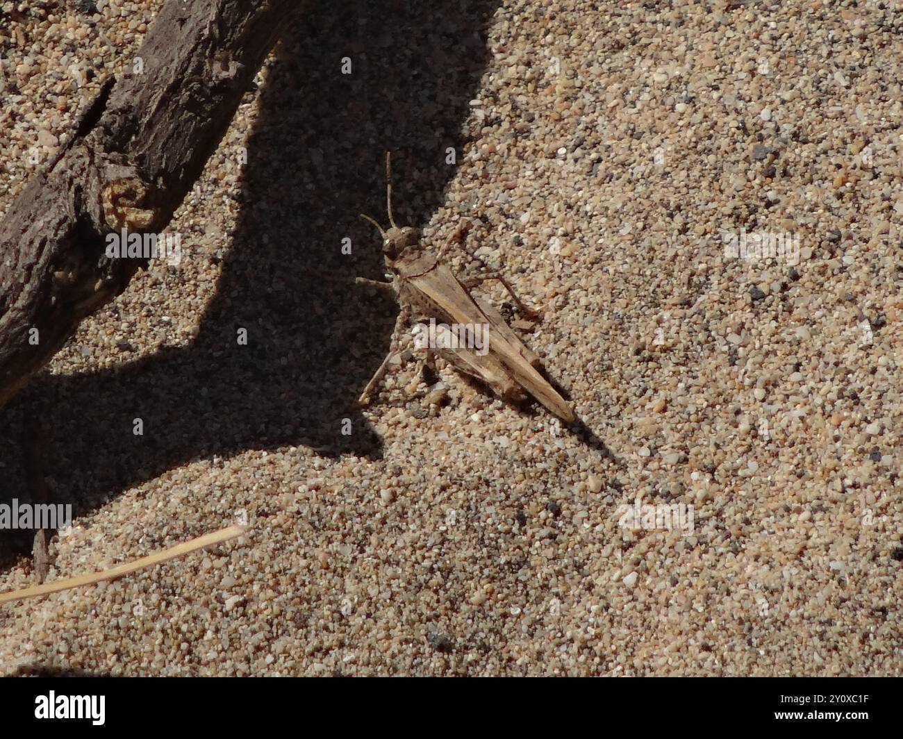 Common Digging Grasshopper (Acrotylus insubricus) Insecta Stock Photo ...