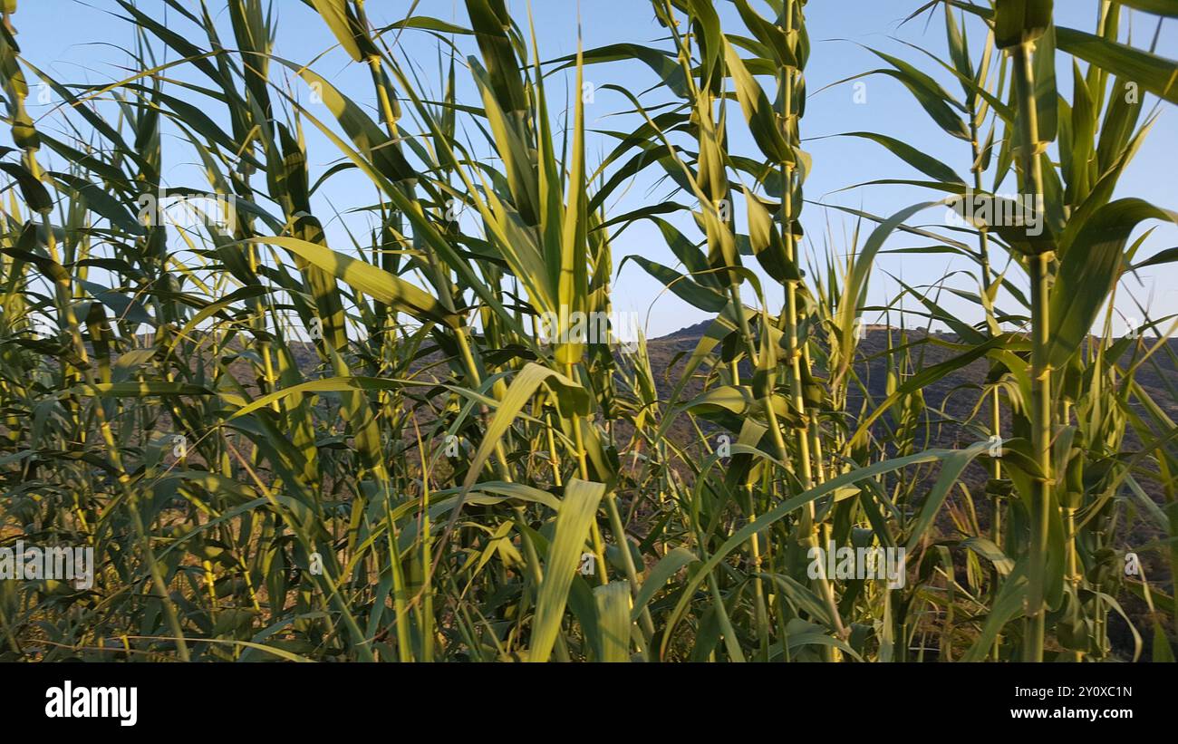 giant reed (Arundo donax) Plantae Stock Photo - Alamy