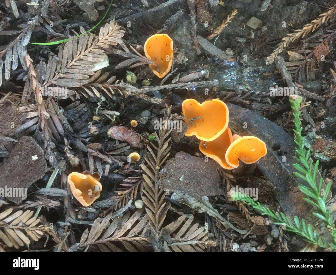 orange peel fungus (Aleuria aurantia) Fungi Stock Photo - Alamy