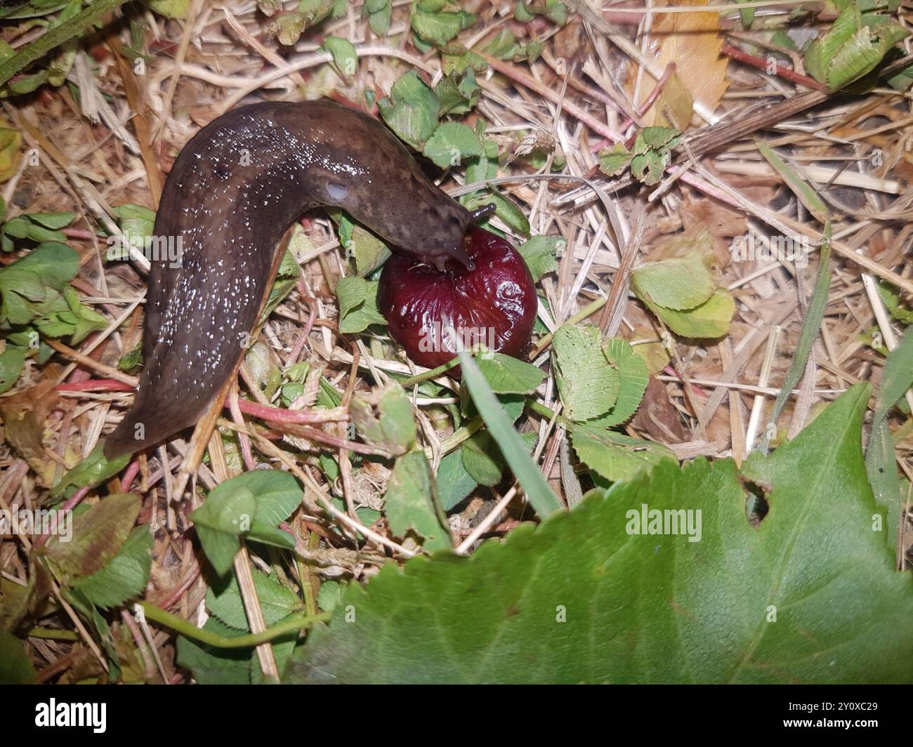 Leopard Slug (Limax maximus) Mollusca Stock Photo - Alamy