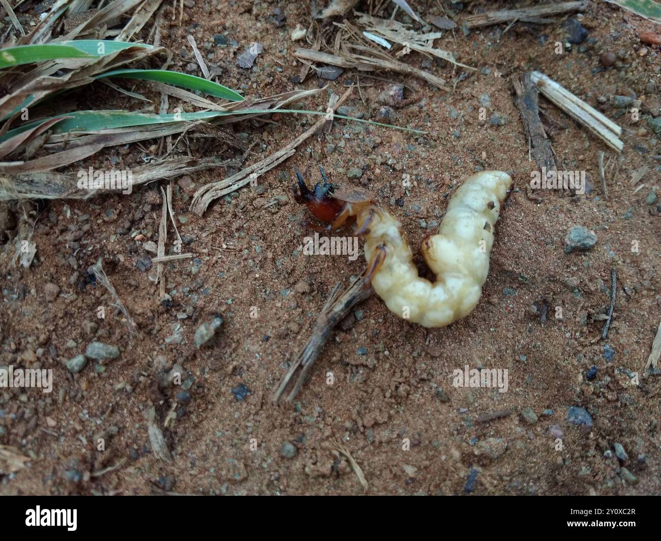 Monster Tiger Beetles (Manticora) Insecta Stock Photo - Alamy