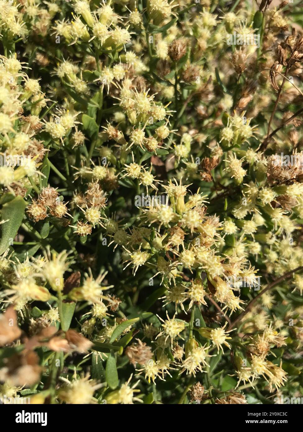 (Baccharis linearifolia) Plantae Stock Photo - Alamy