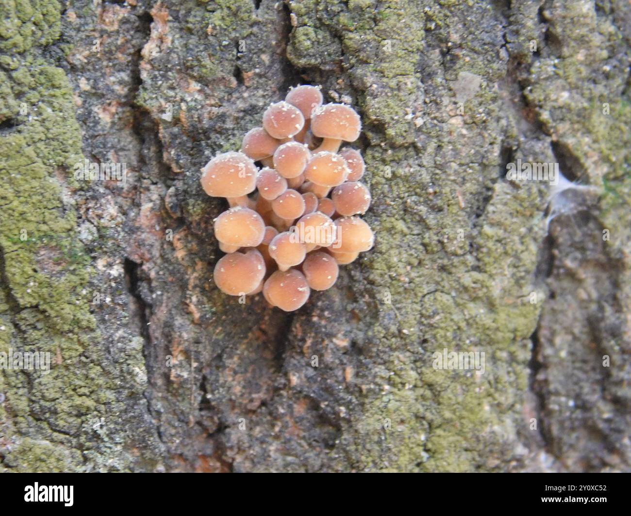Velvet Foot (Flammulina velutipes) Fungi Stock Photo - Alamy