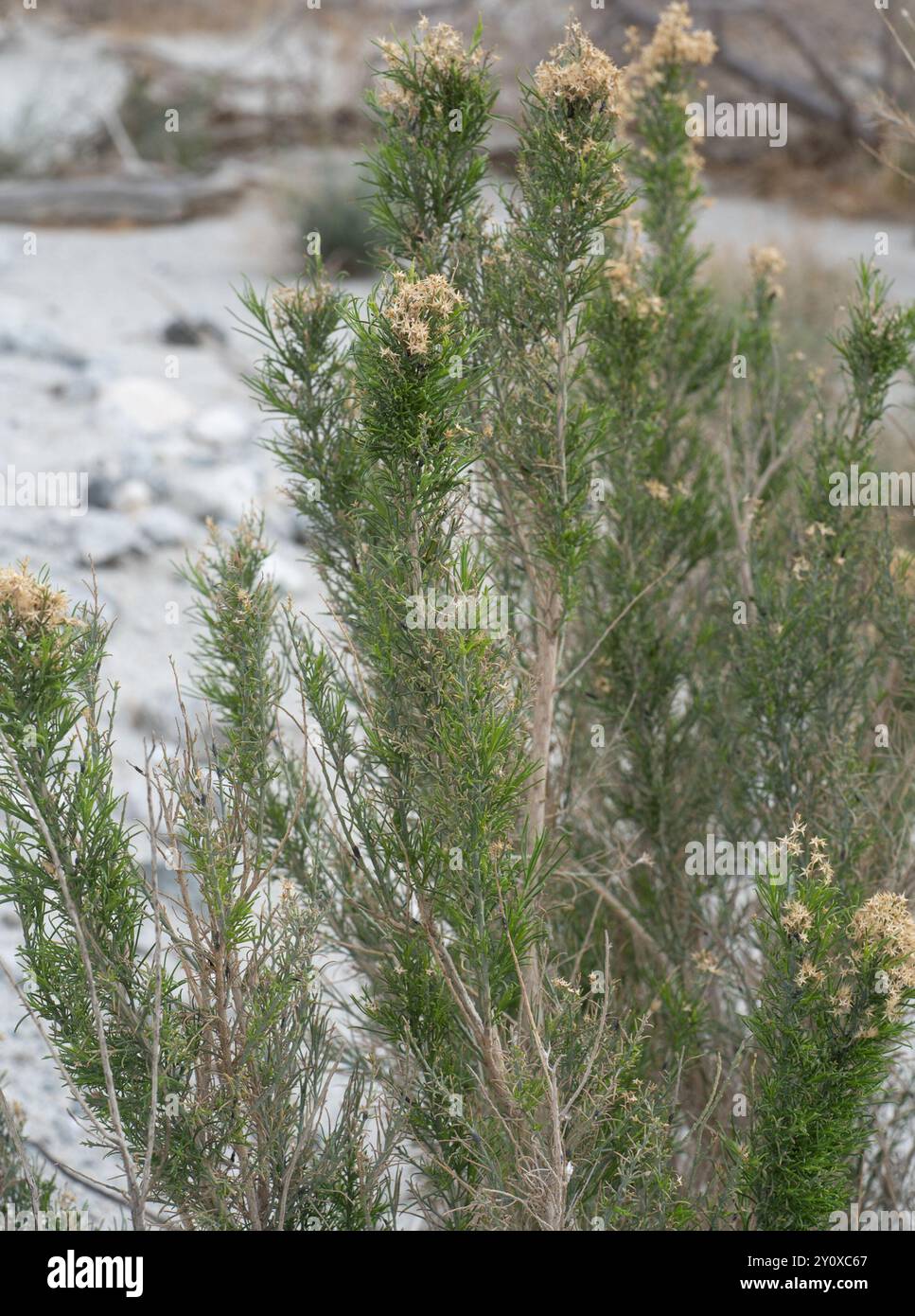 Black-banded Rabbitbrush (Ericameria paniculata) Plantae Stock Photo ...