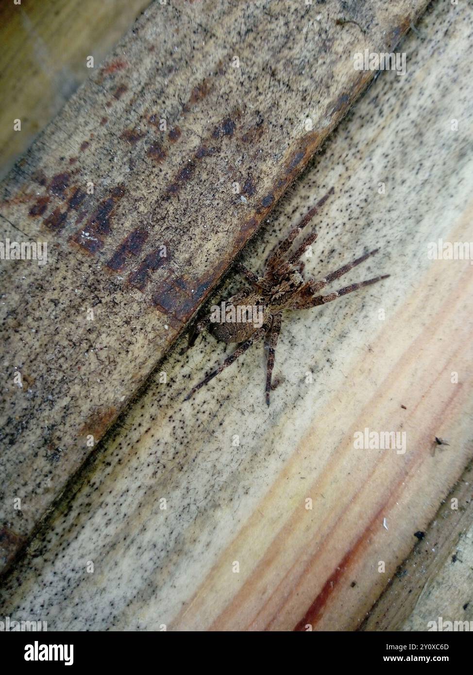 Mediterranean Spiny False Wolf Spider (Zoropsis spinimana) Arachnida ...