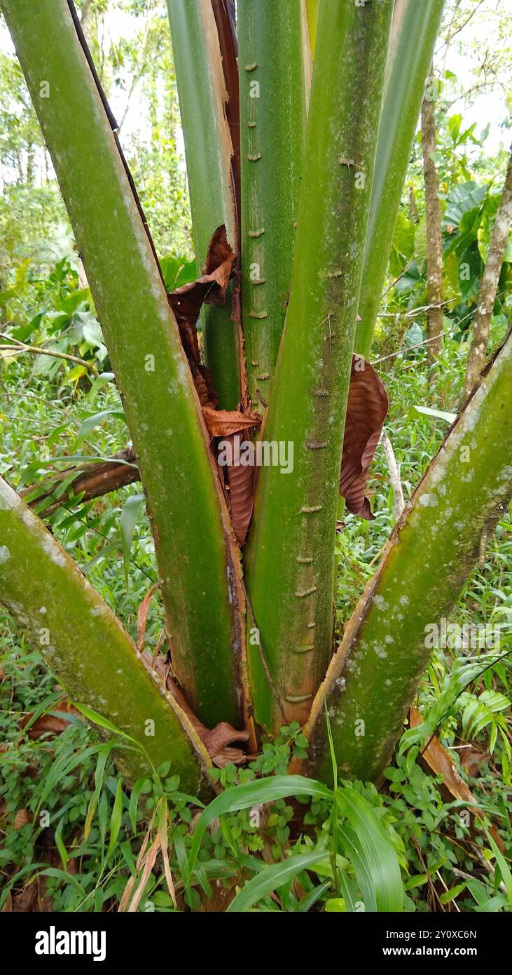 Caroline ivory-nut palm (Metroxylon amicarum) Plantae Stock Photo - Alamy