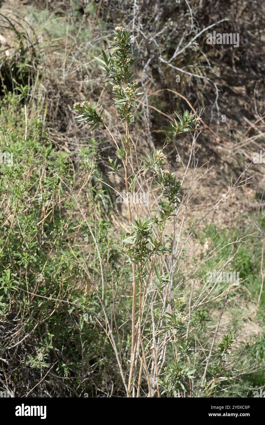 mule fat (Baccharis salicifolia) Plantae Stock Photo - Alamy