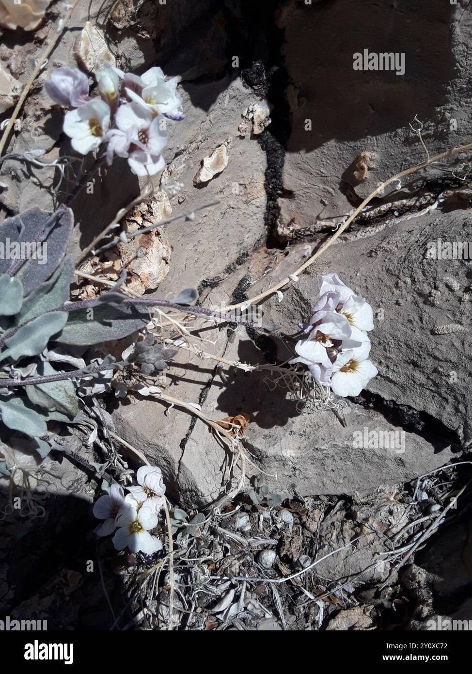 white bladderpod (Physaria purpurea) Plantae Stock Photo - Alamy
