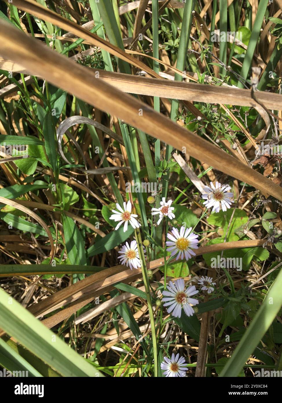 Simmonds' Aster (Symphyotrichum simmondsii) Plantae Stock Photo - Alamy