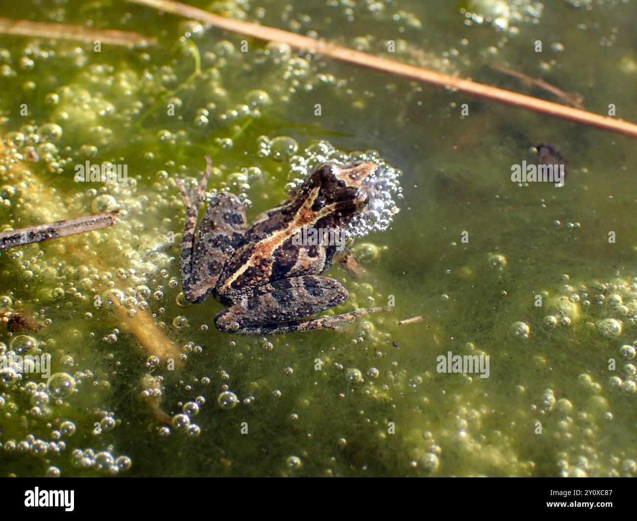 Southern Cricket Frog (Acris gryllus) Amphibia Stock Photo - Alamy