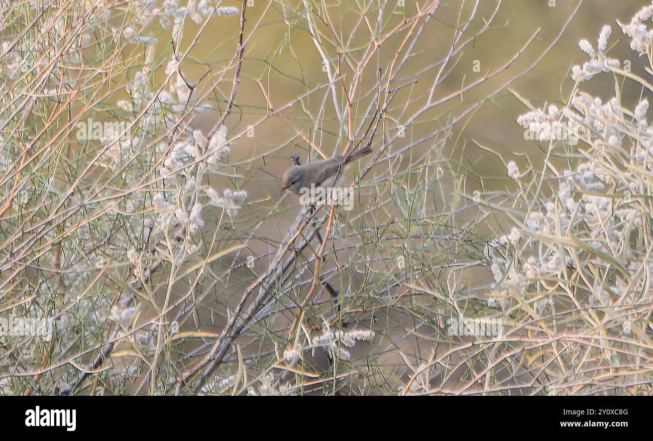 Plain Leaf Warbler (Phylloscopus neglectus) Aves Stock Photo - Alamy