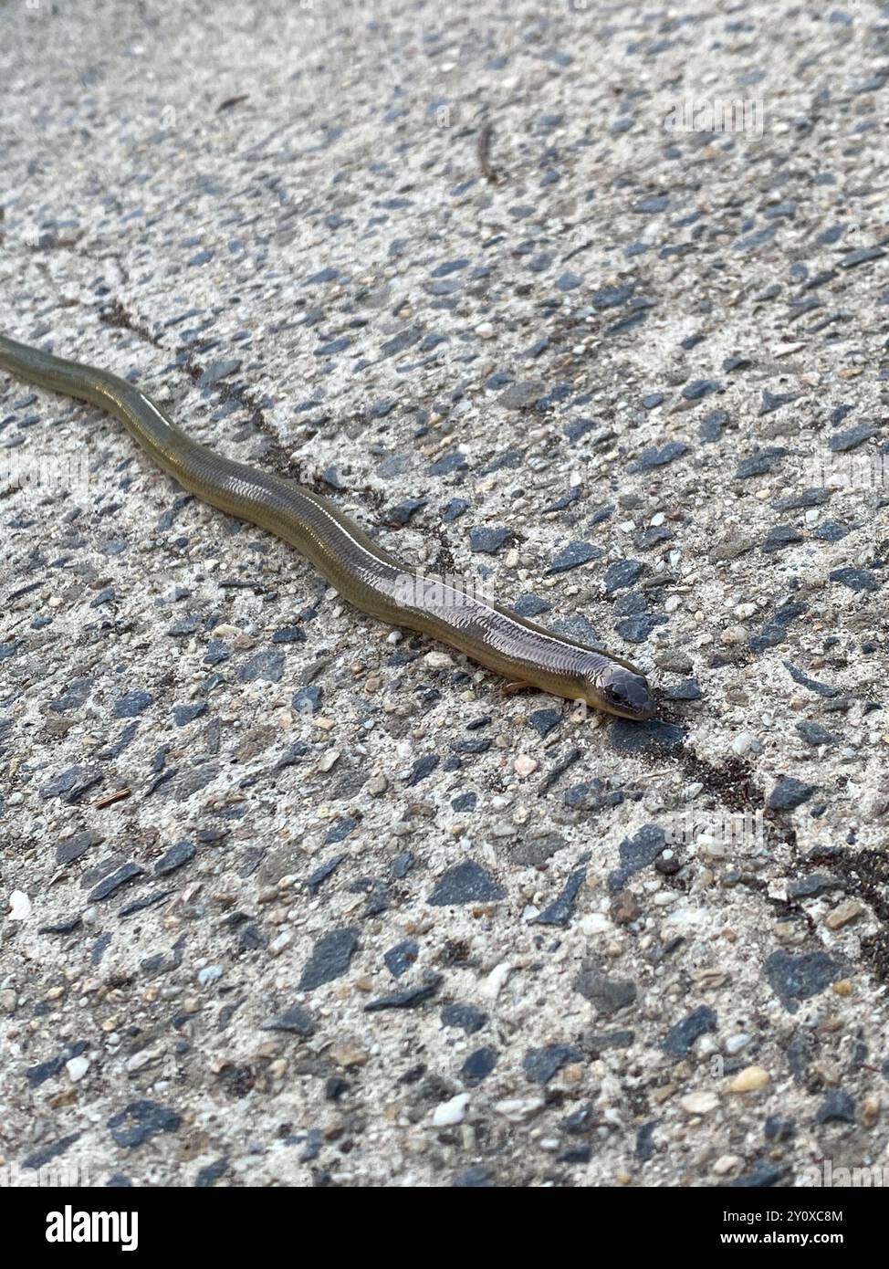 Three-clawed Worm-skink (Anomalopus verreauxii) Reptilia Stock Photo ...