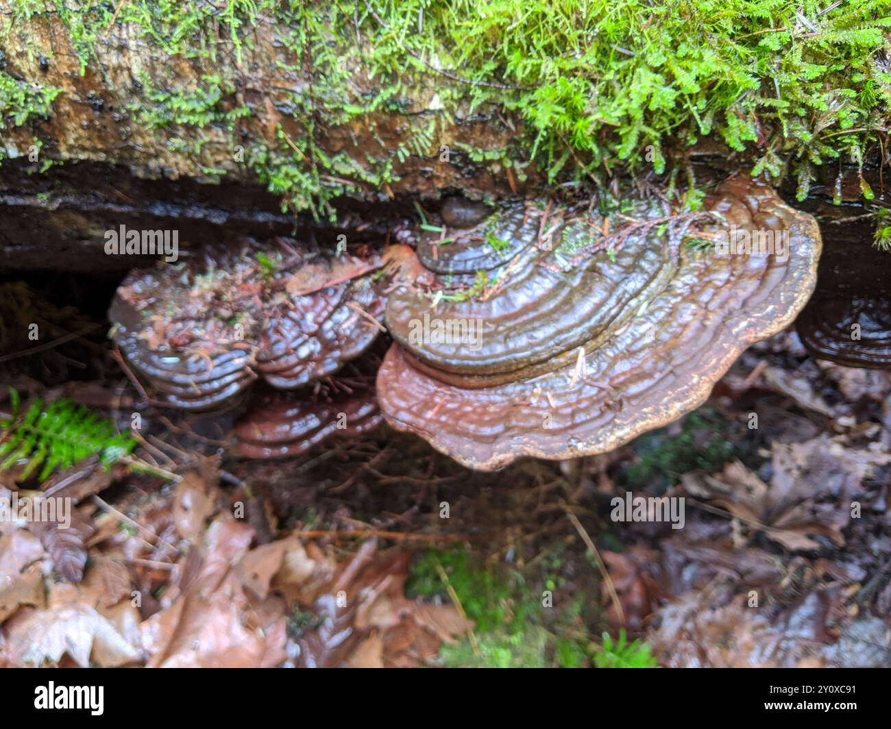 artist's bracket (Ganoderma applanatum) Fungi Stock Photo - Alamy