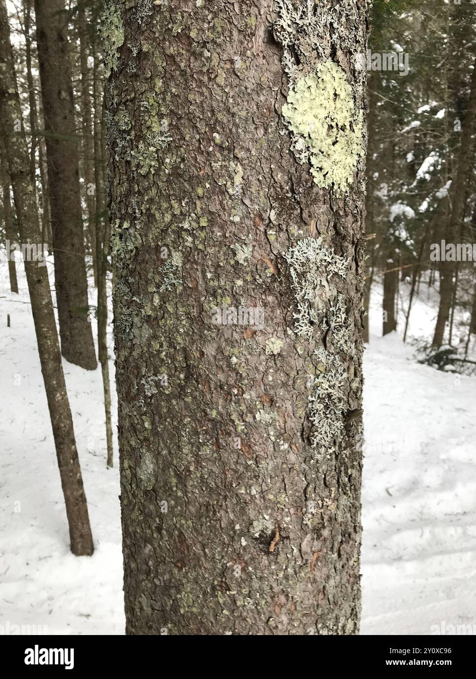 red spruce (Picea rubens) Plantae Stock Photo - Alamy