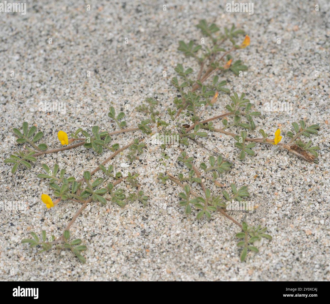 strigose lotus (Acmispon strigosus) Plantae Stock Photo - Alamy